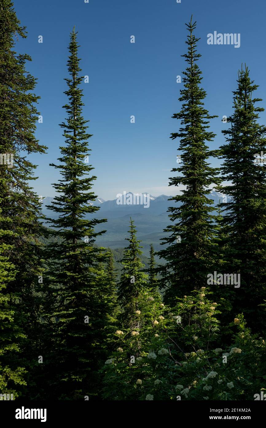 Peeking Through Line Trees Near the Huckleberry Lookout Tower in Glaier ...