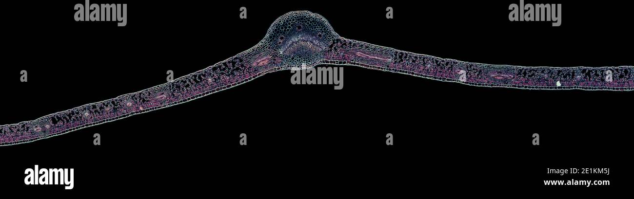 cross section cut under the microscope – microscopic view of plant ...