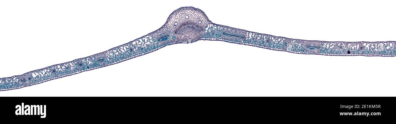 cross section cut under the microscope – microscopic view of plant ...