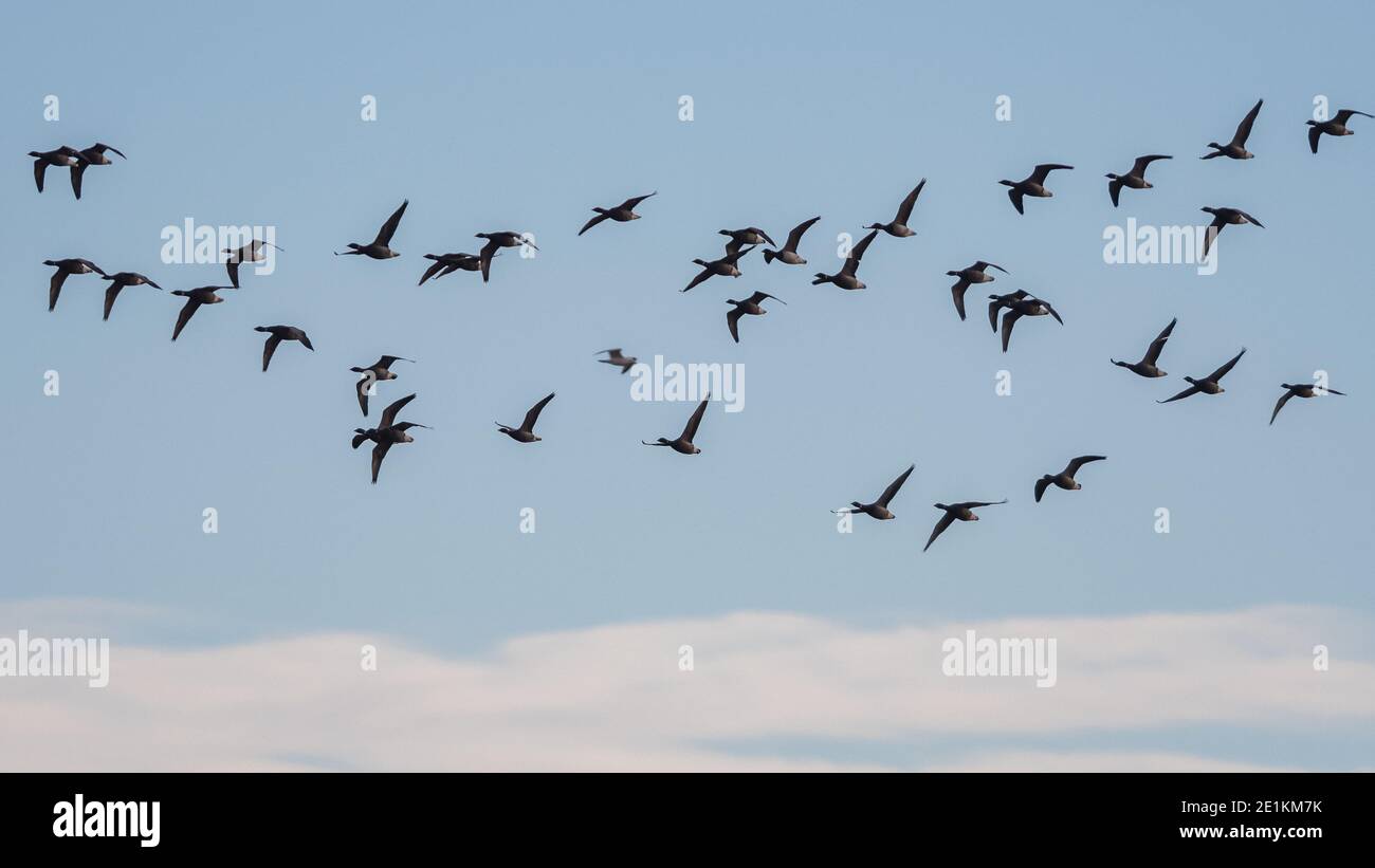 Brent Geese Flight High Resolution Stock Photography and Images - Alamy