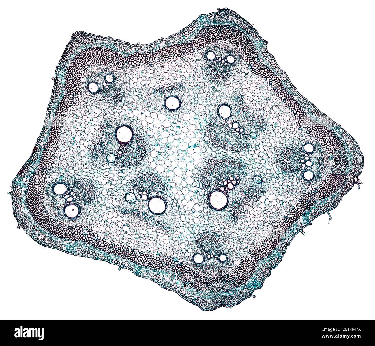 cross section cut under the microscope – microscopic view of plant ...
