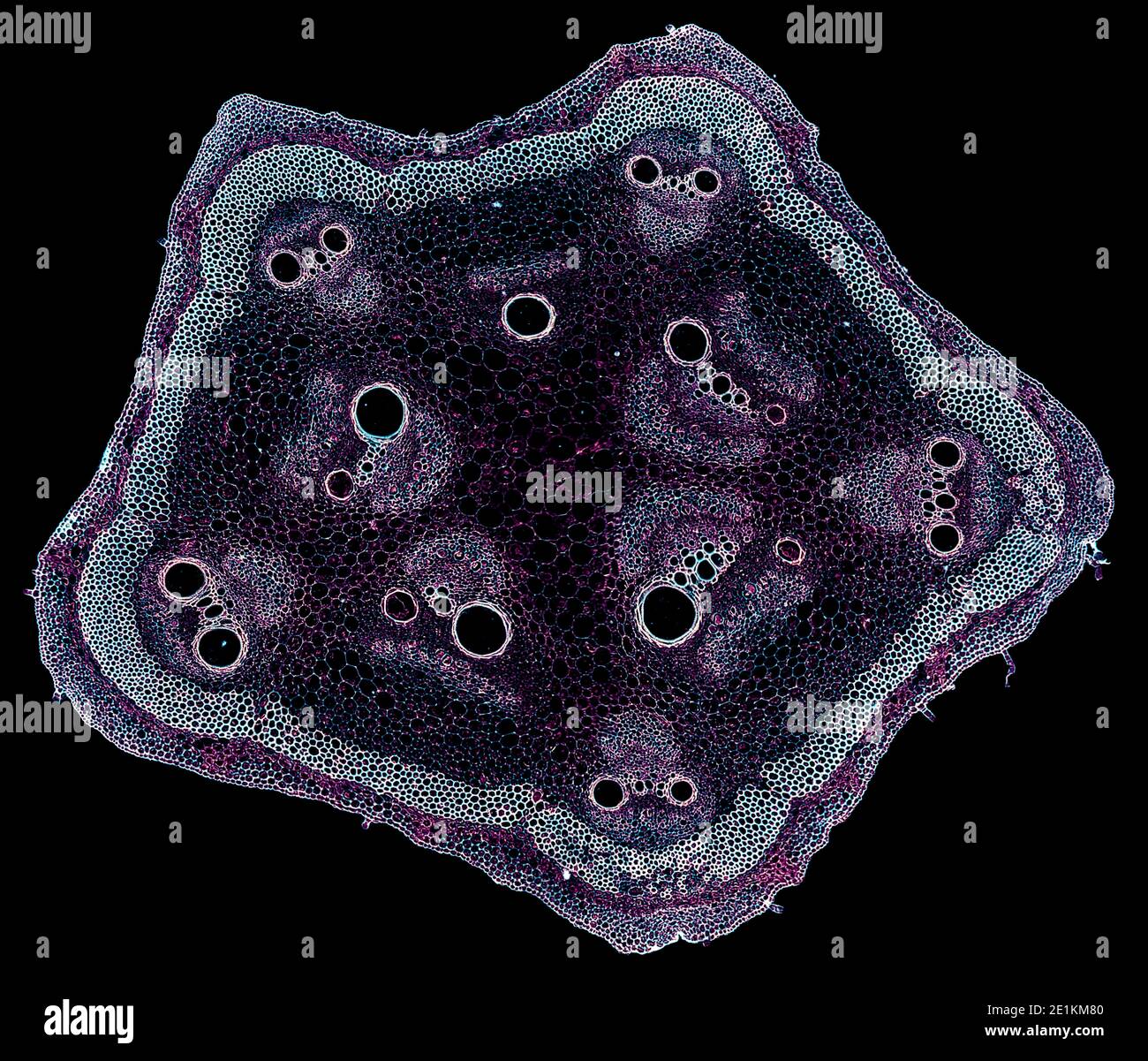 cross section cut under the microscope – microscopic view of plant ...