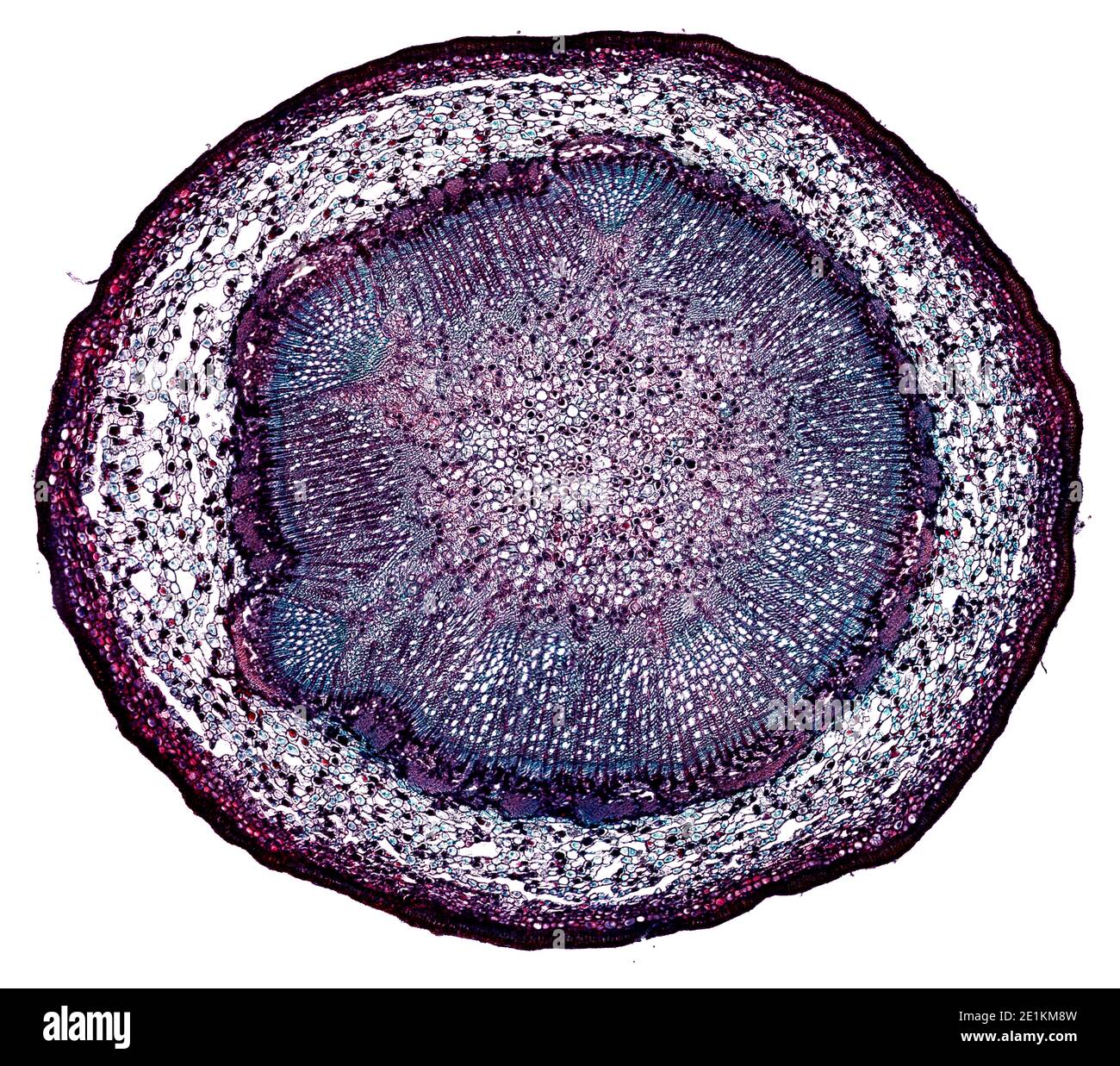 cross section cut under the microscope – microscopic view of plant ...