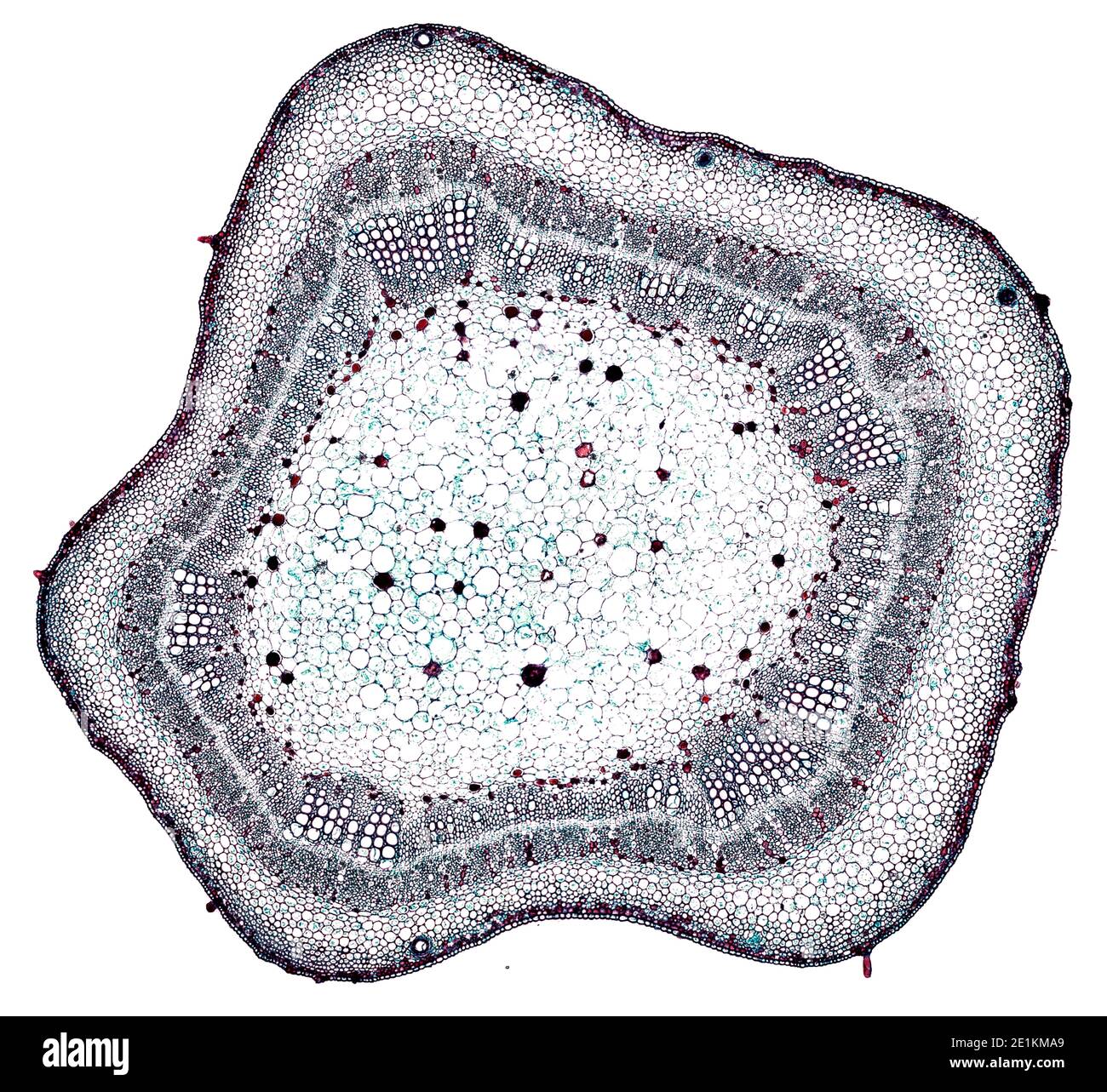 cross section cut under the microscope – microscopic view of plant ...