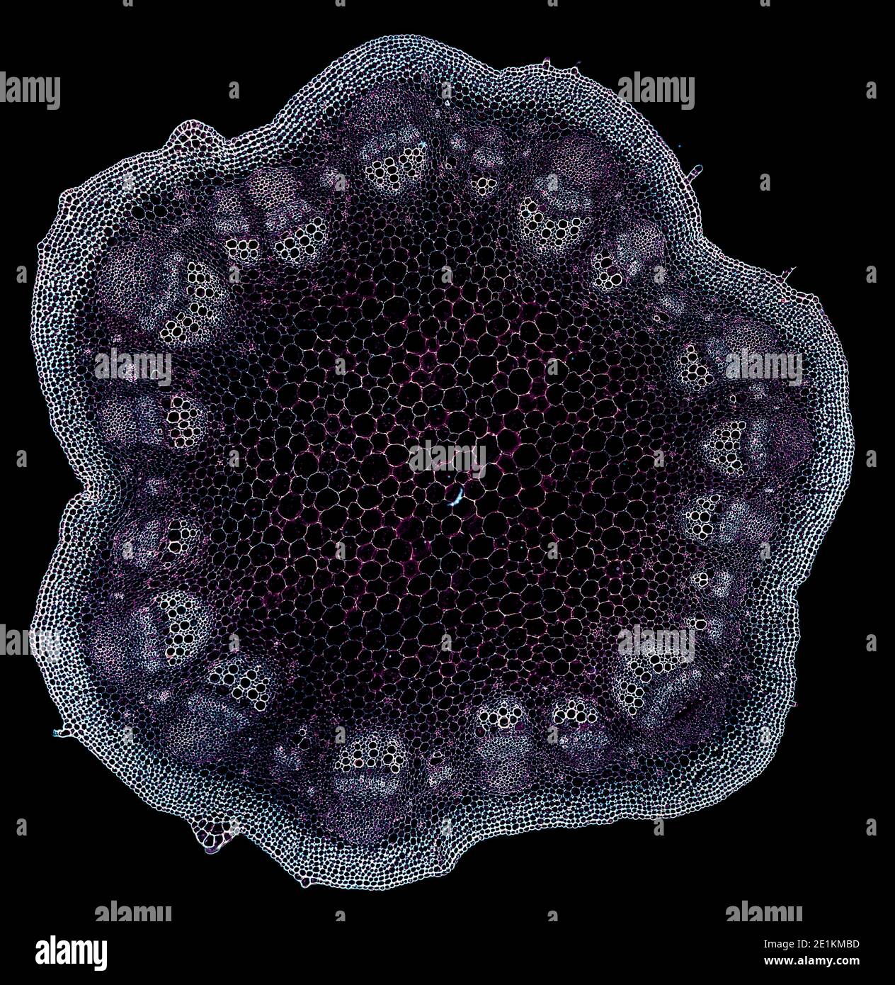 cross section cut under the microscope – microscopic view of plant ...
