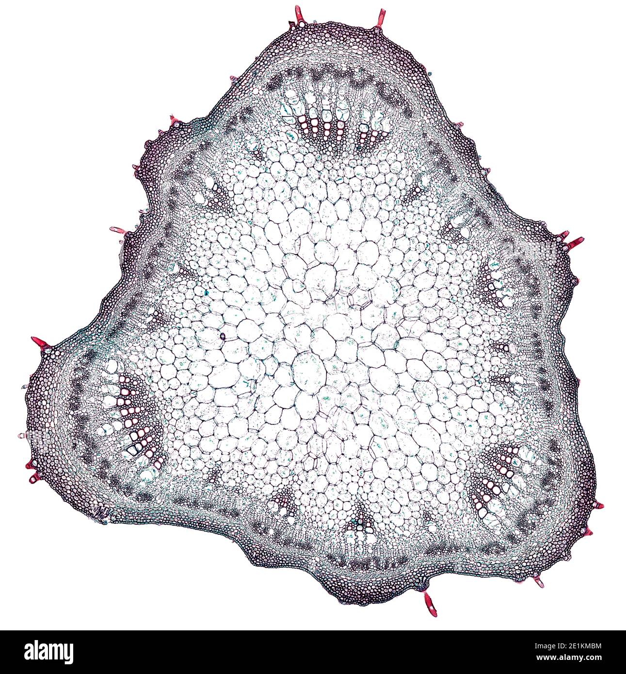 cross section cut under the microscope – microscopic view of plant ...