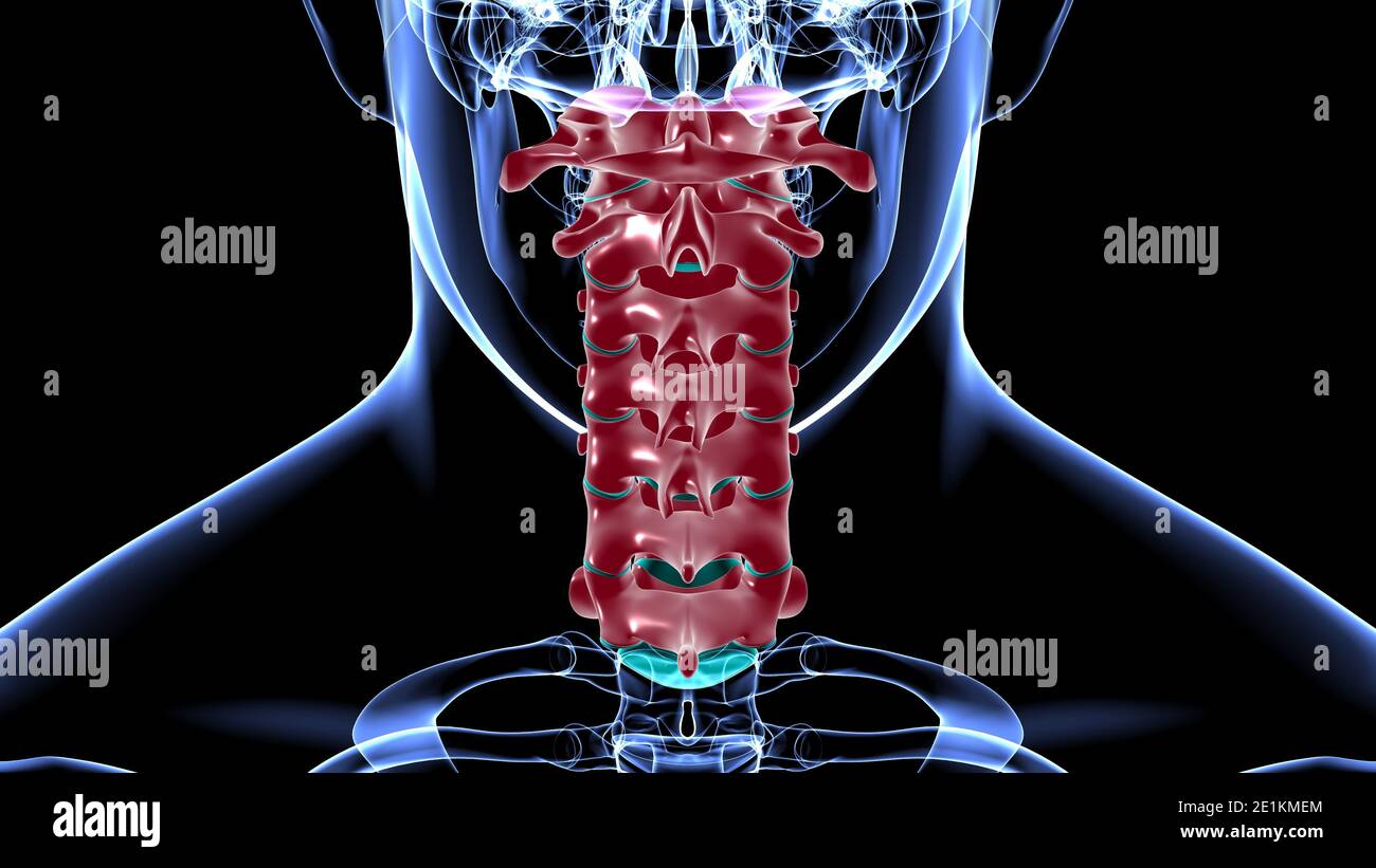 Human Skeleton Vertebral Column Cervical Vertebrae Anatomy 3D ...