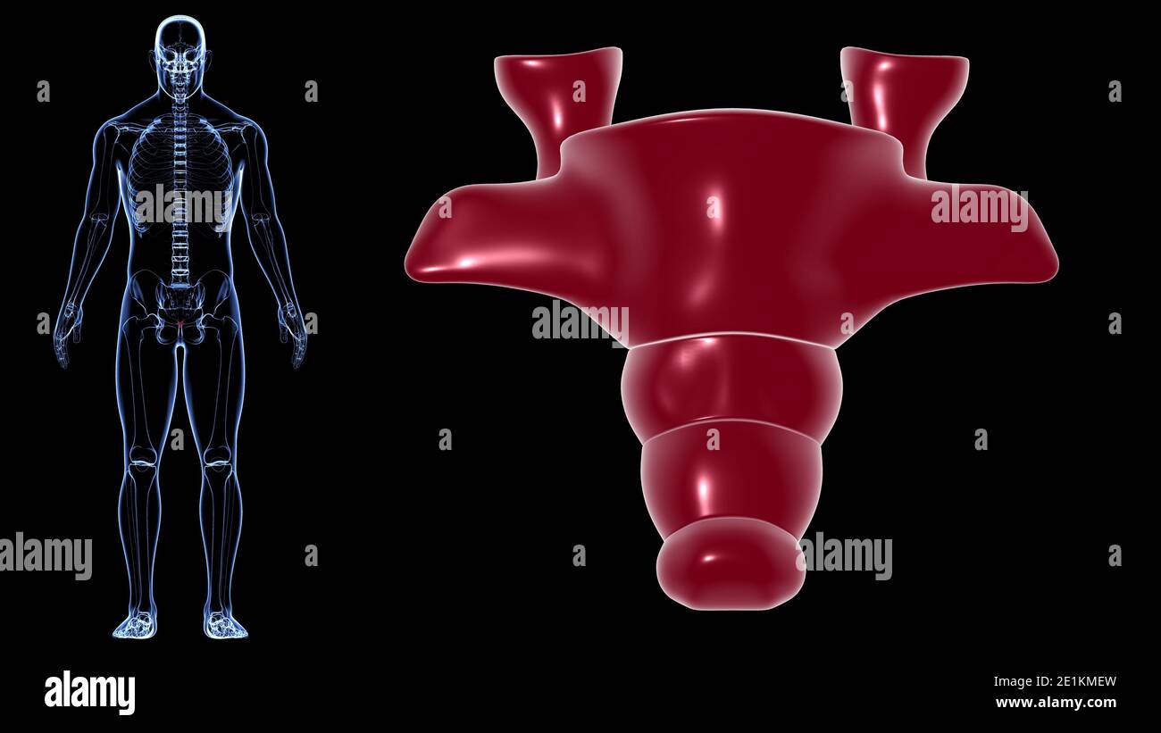Coccyx Tail High Resolution Stock Photography and Images - Alamy