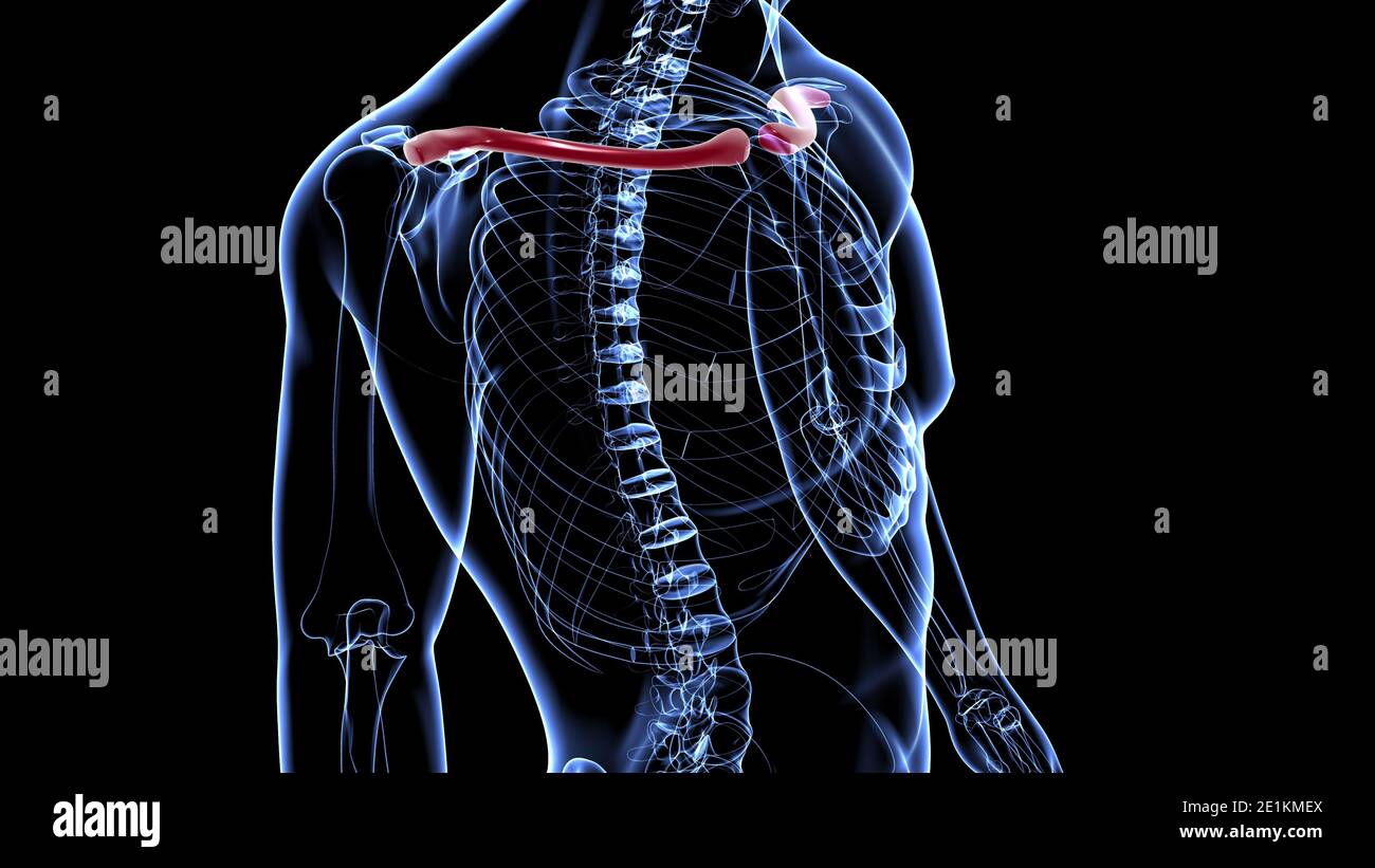 Human skeleton anatomy Clavicle Bones 3D Rendering For Medical Concept ...