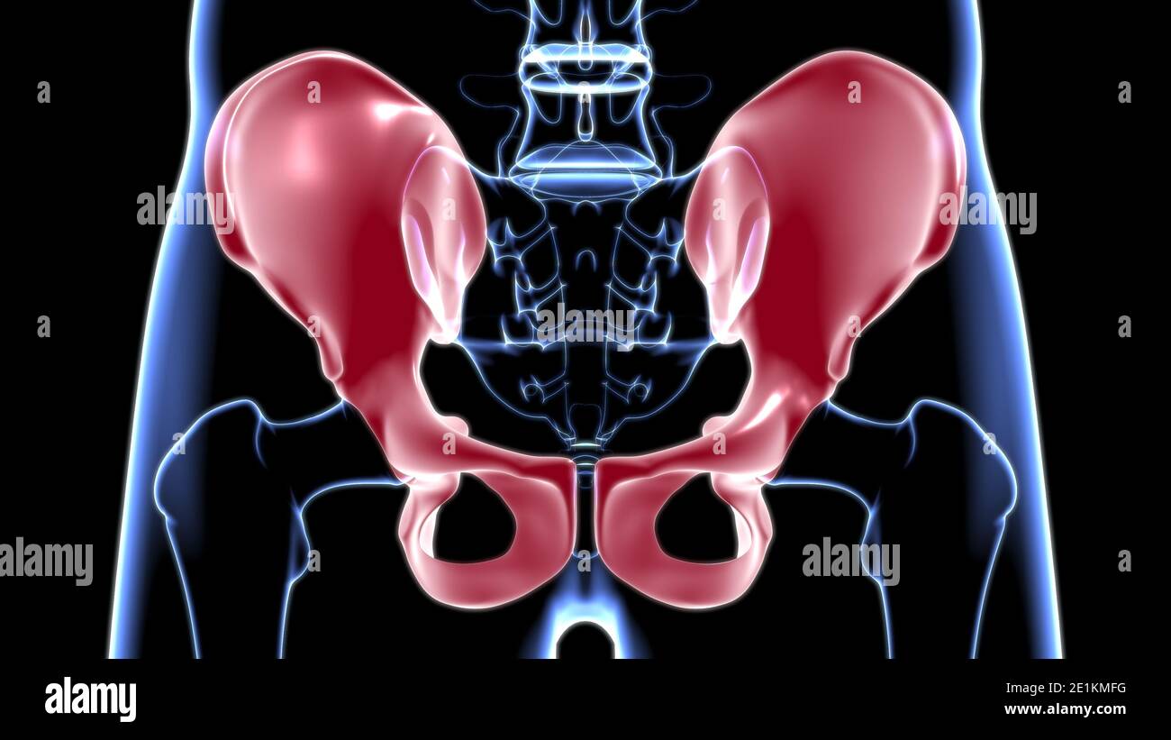 Human Skeleton Hip or Pelvic bone Anatomy For Medical Concept 3D ...