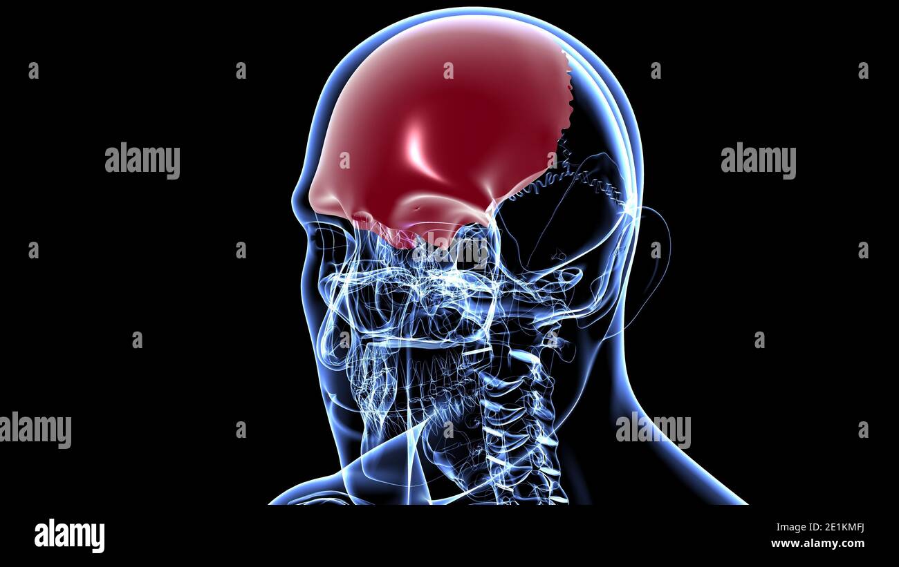 Human Skeleton Skull Frontal Bone Anatomy For Medical Concept 3D ...