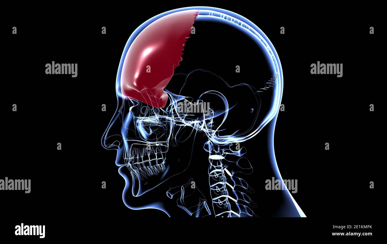 Human Skeleton Skull Frontal Bone Anatomy For Medical Concept 3D ...
