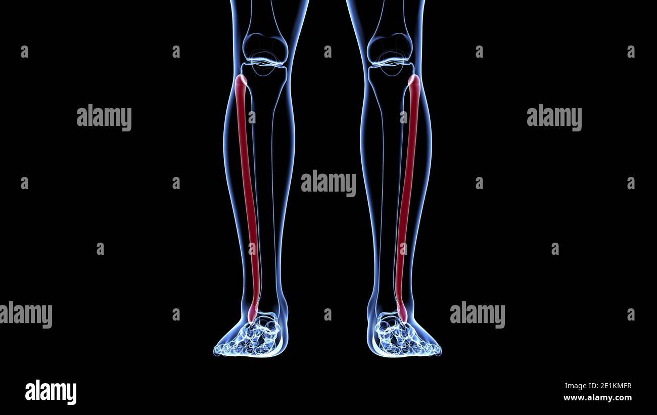 Human skeleton anatomy Fibula Bone 3D Rendering For Medical Concept ...
