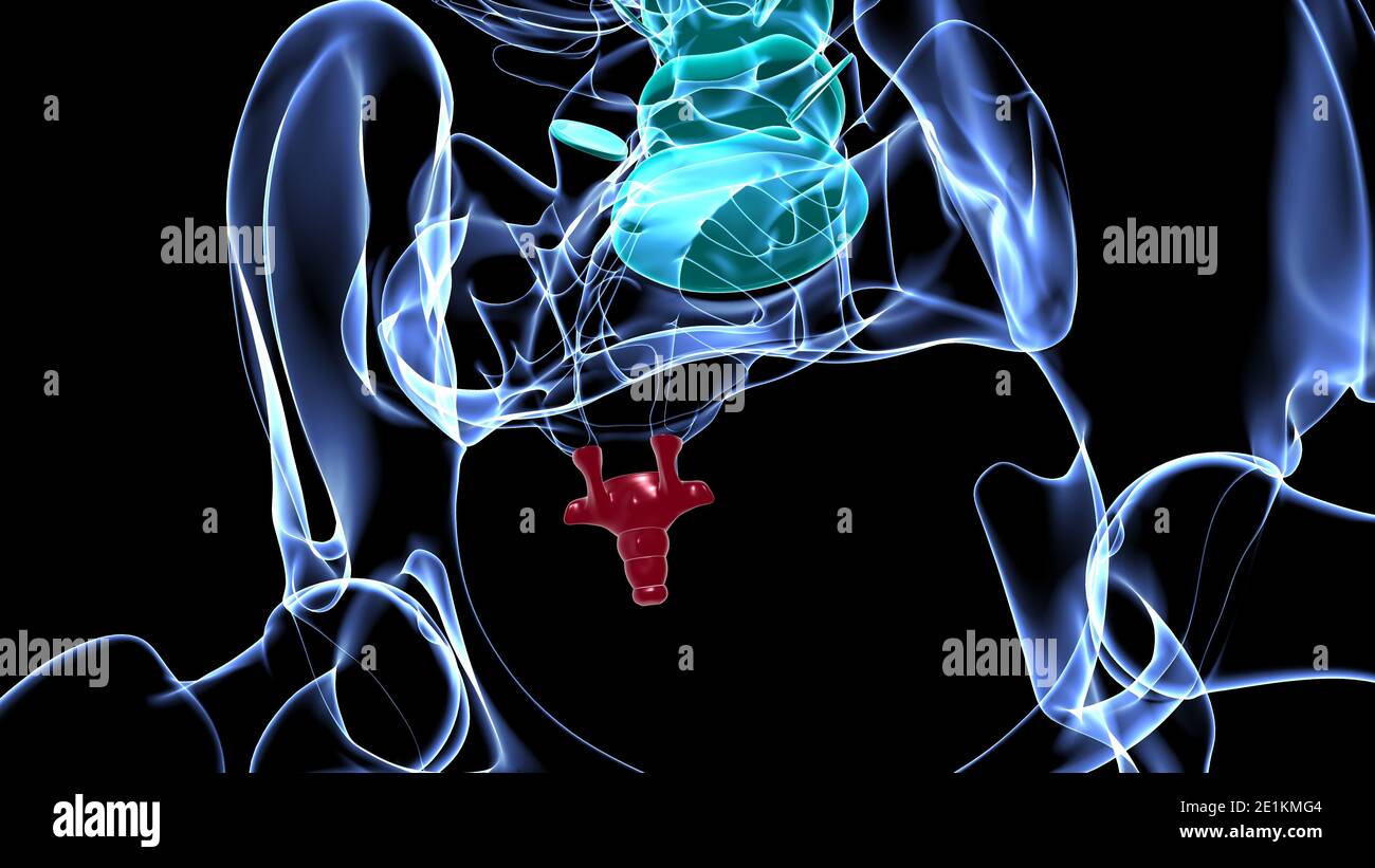 Human Skeleton Vertebral Column Coccyx or tail bone Anatomy 3D ...