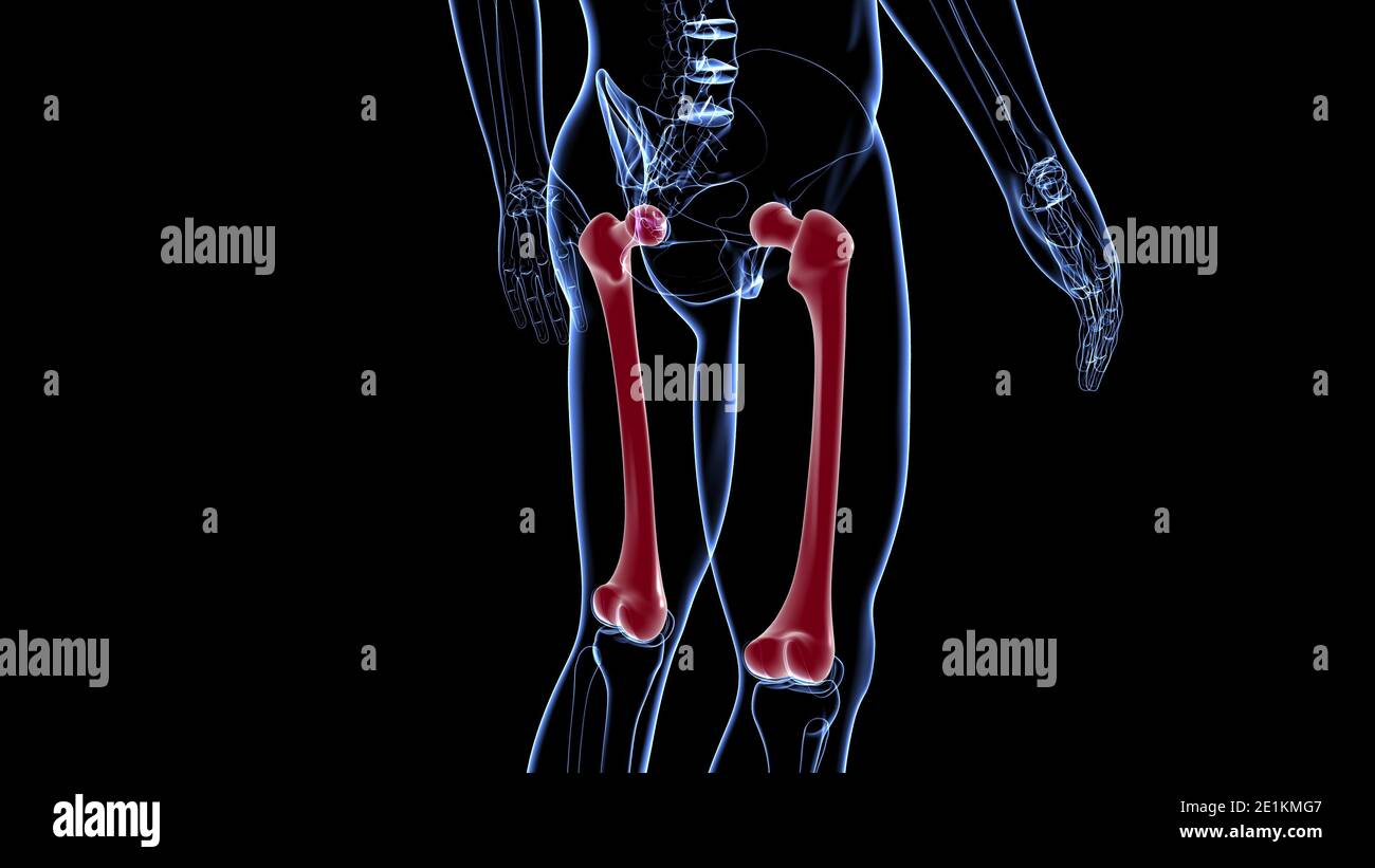 Human skeleton anatomy Femur Bone 3D Rendering For Medical Concept ...