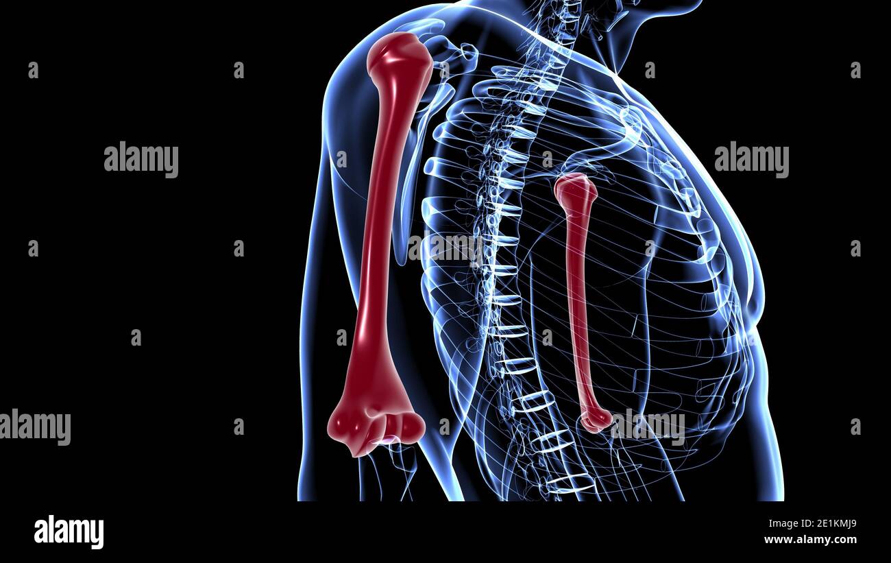 Human skeleton anatomy Humerus Bone 3D Rendering For Medical Concept ...