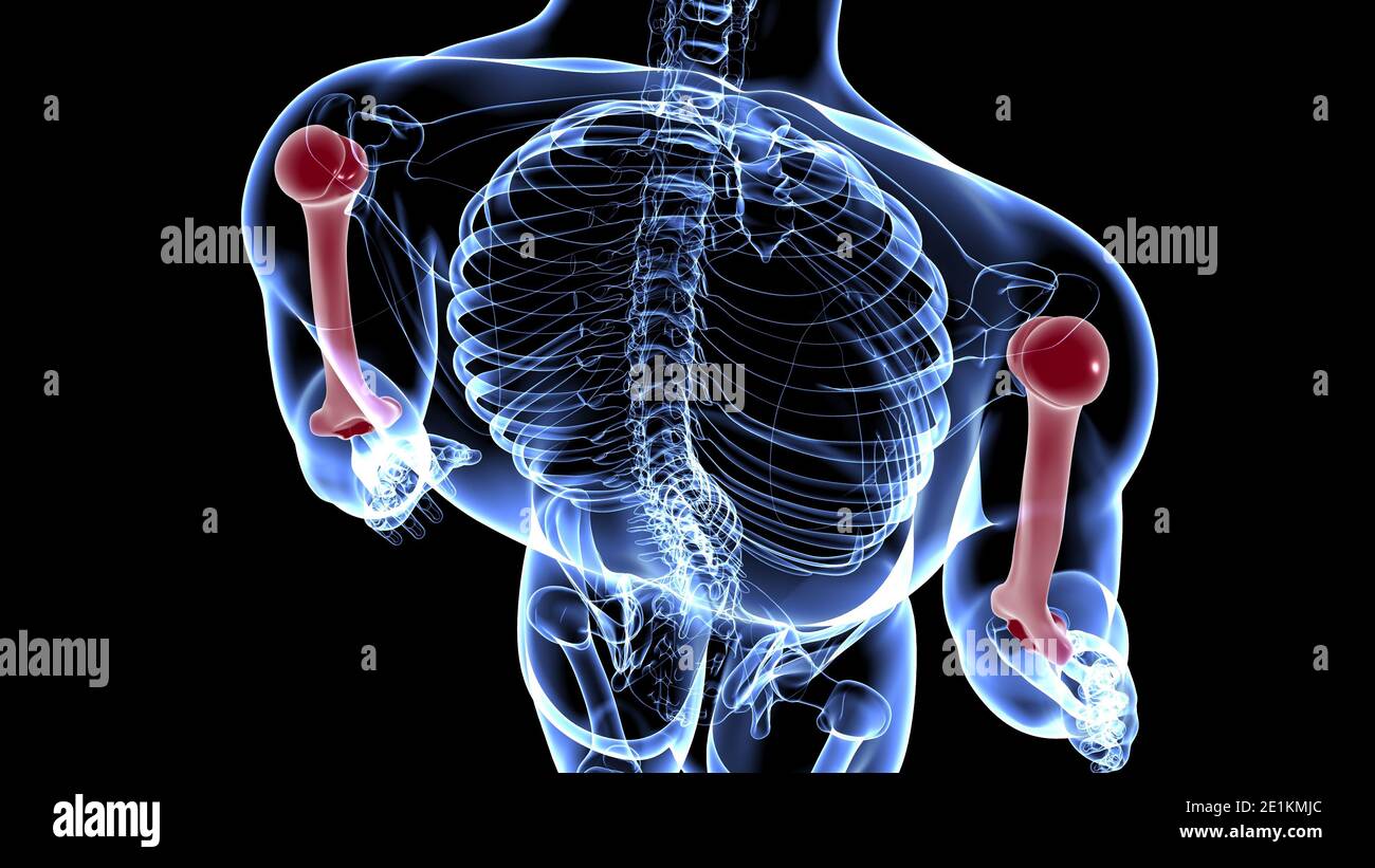 Human skeleton anatomy Humerus Bone 3D Rendering For Medical Concept ...