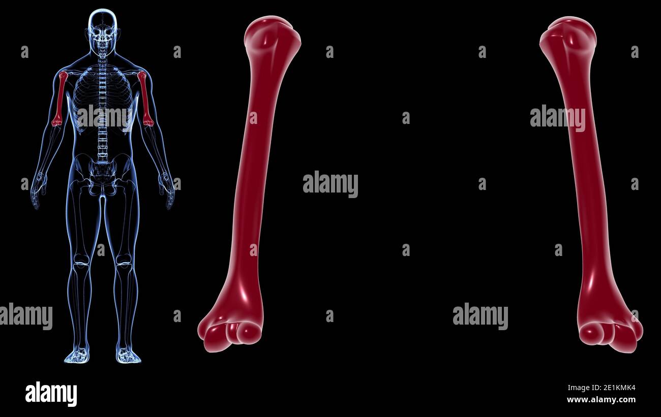 Human skeleton anatomy Humerus Bone 3D Rendering For Medical Concept ...