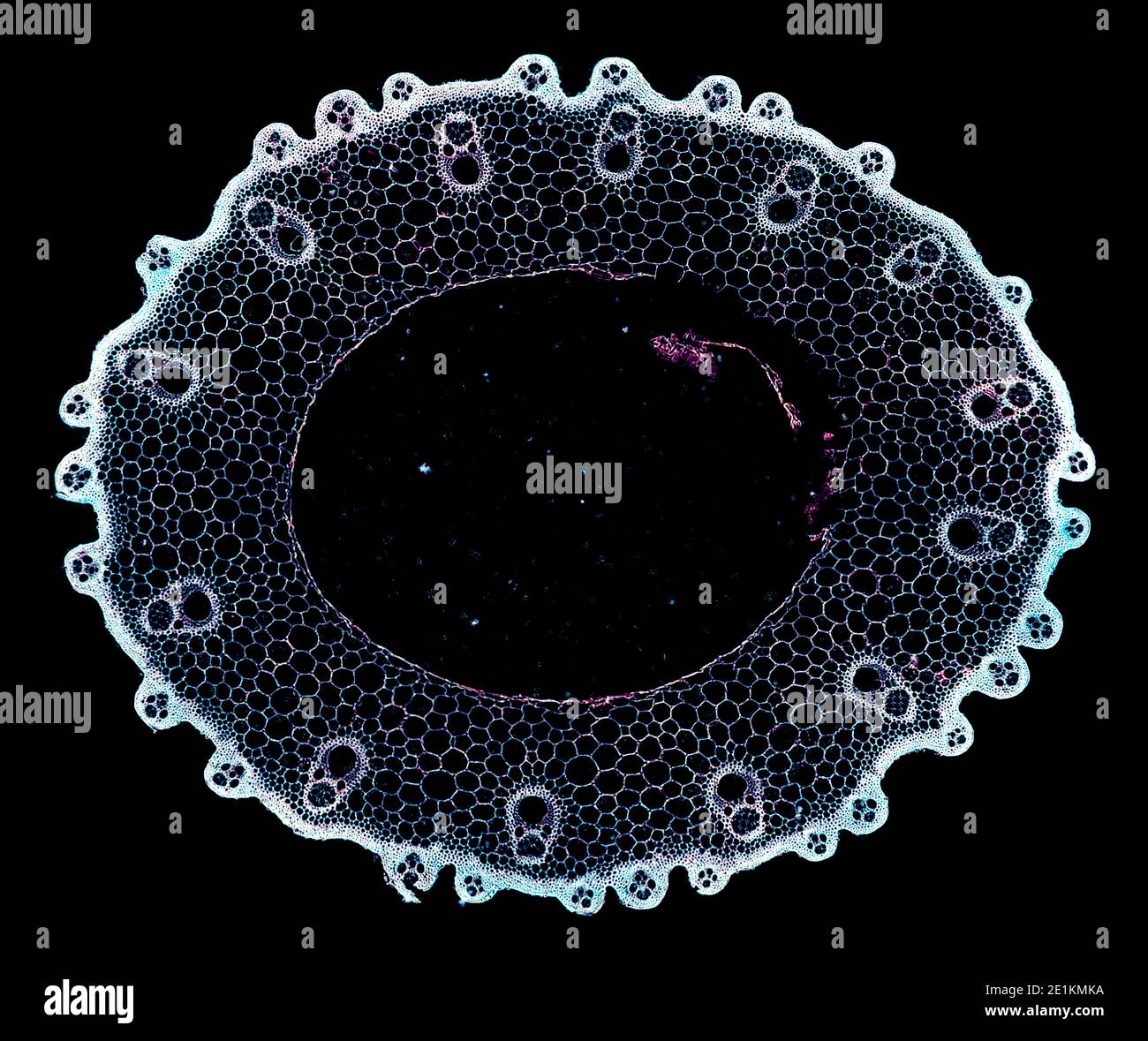cross section cut under the microscope – microscopic view of plant ...