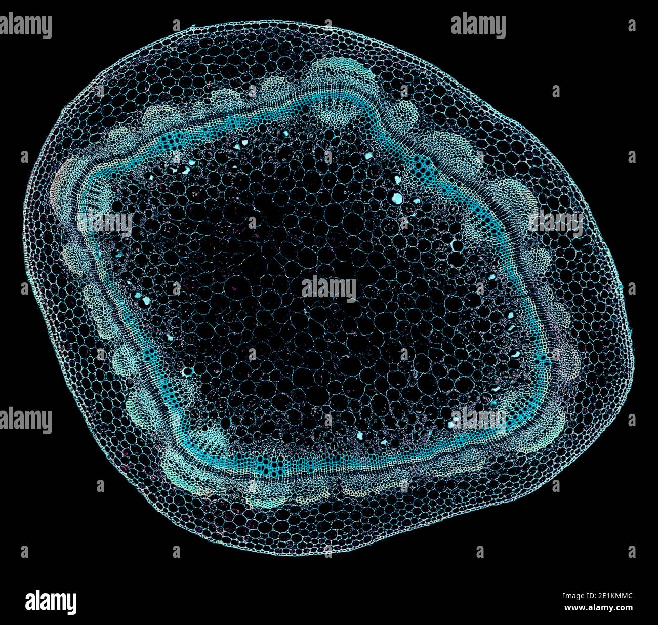 cross section cut under the microscope – microscopic view of plant ...