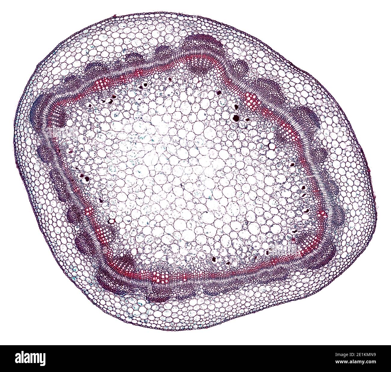 cross section cut under the microscope – microscopic view of plant ...