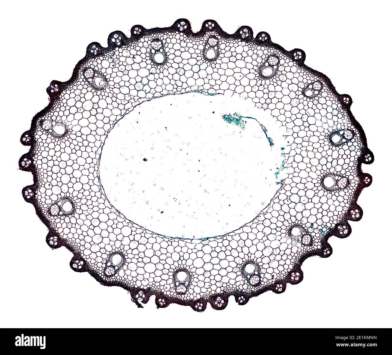 cross section cut under the microscope – microscopic view of plant ...