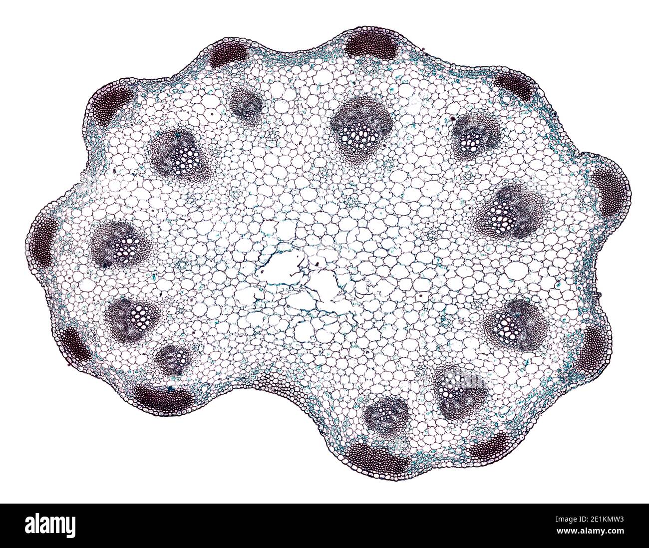 cross section cut under the microscope – microscopic view of plant ...