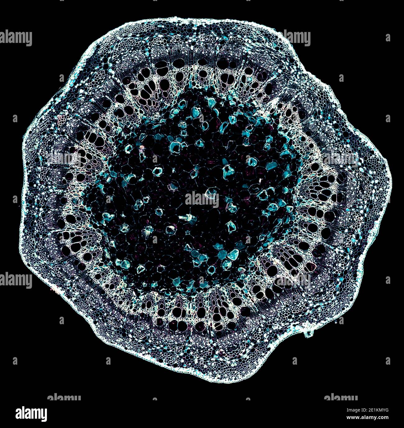 cross section cut under the microscope – microscopic view of plant ...