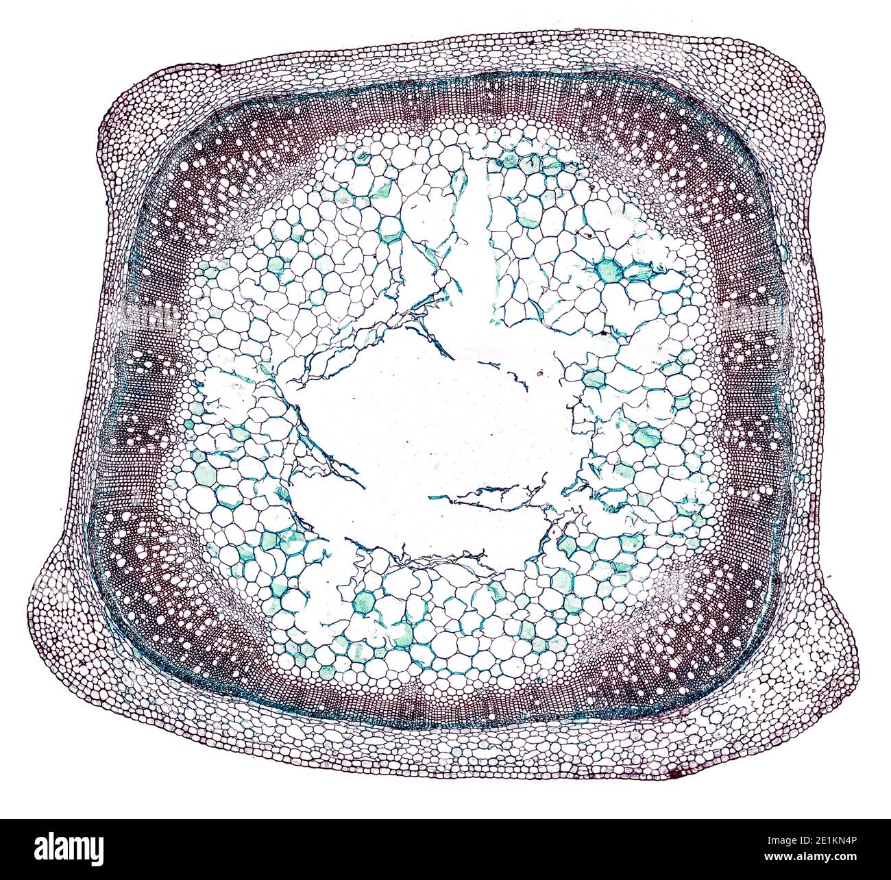 cross section cut under the microscope – microscopic view of plant ...