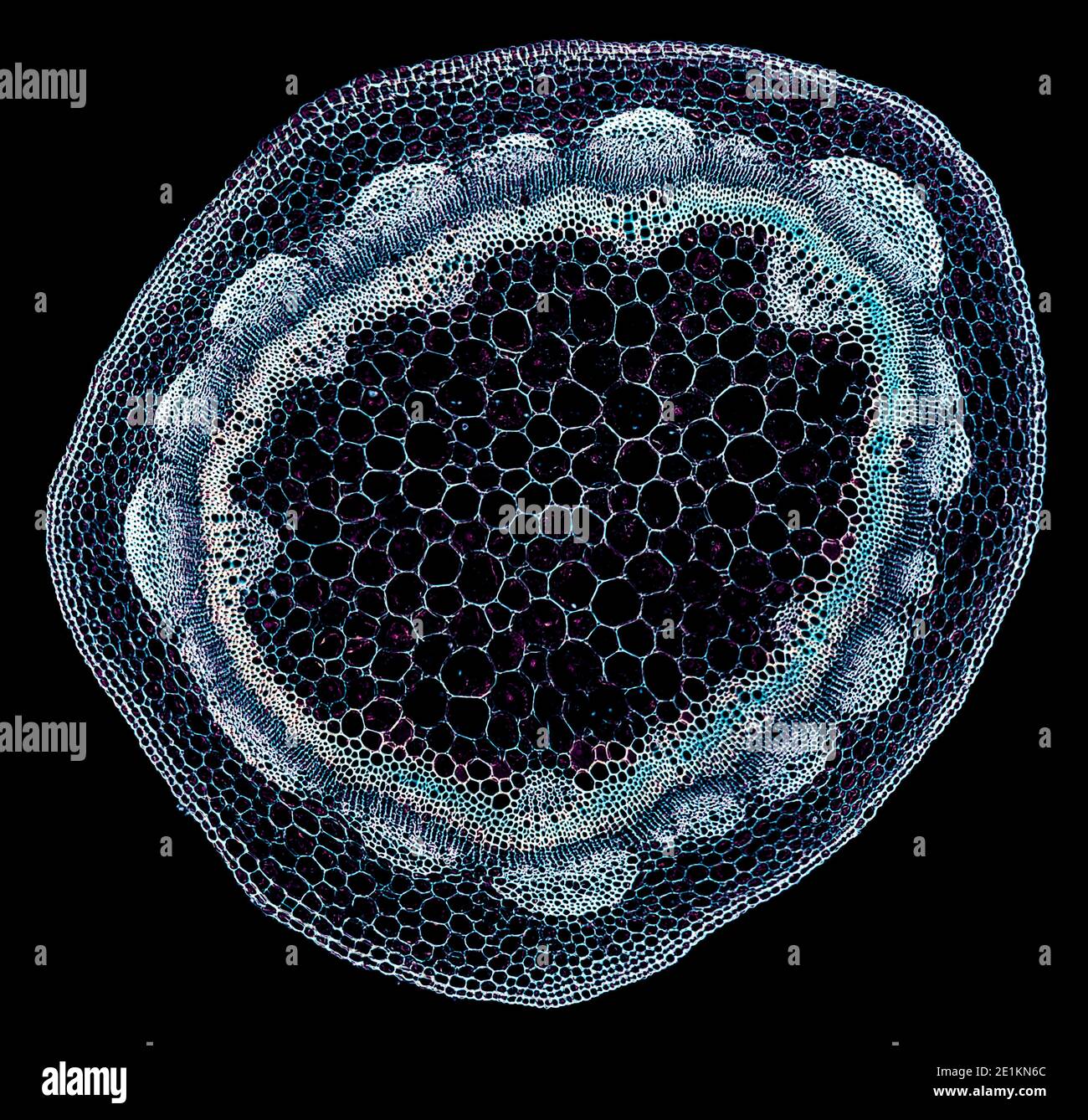 cross section cut under the microscope – microscopic view of plant ...