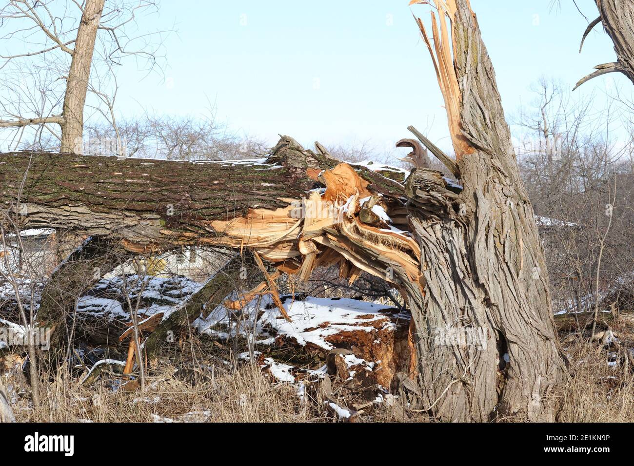 Broken trees wind storm damage Stock Photo - Alamy