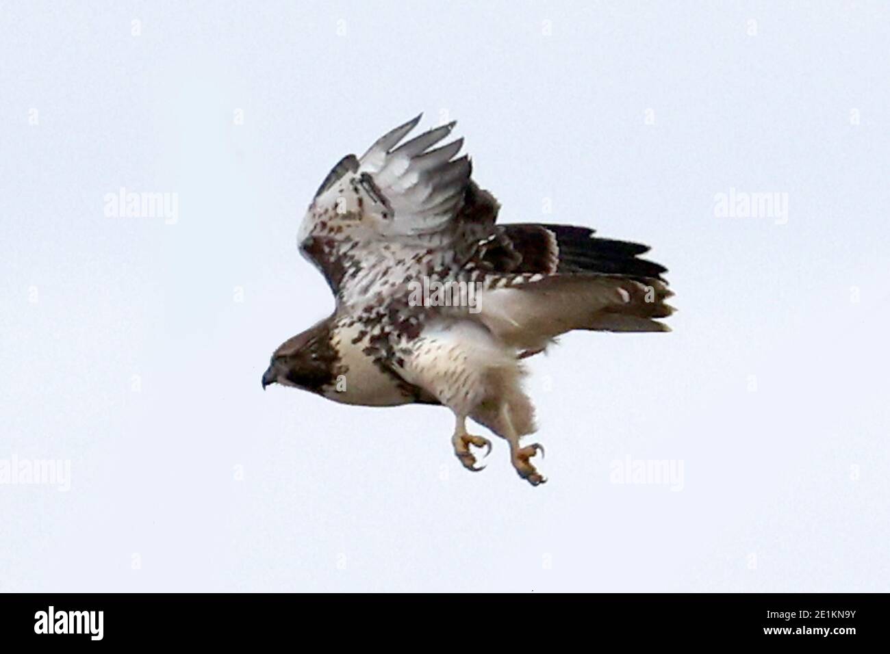 Red Tailed Hawk Juveniles flying and landing Stock Photo - Alamy