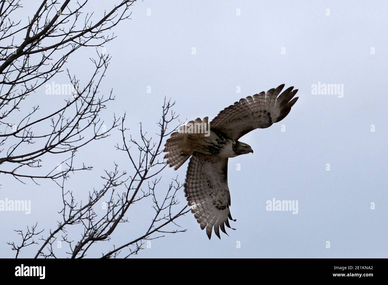 Red Tailed Hawk Juveniles flying and landing Stock Photo - Alamy