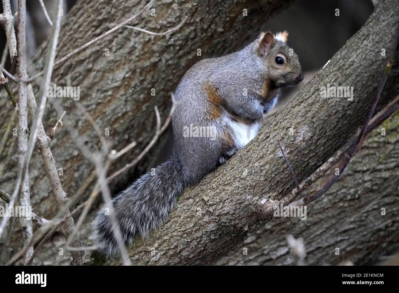 Eastern Grey Squirrels Stock Photo - Alamy