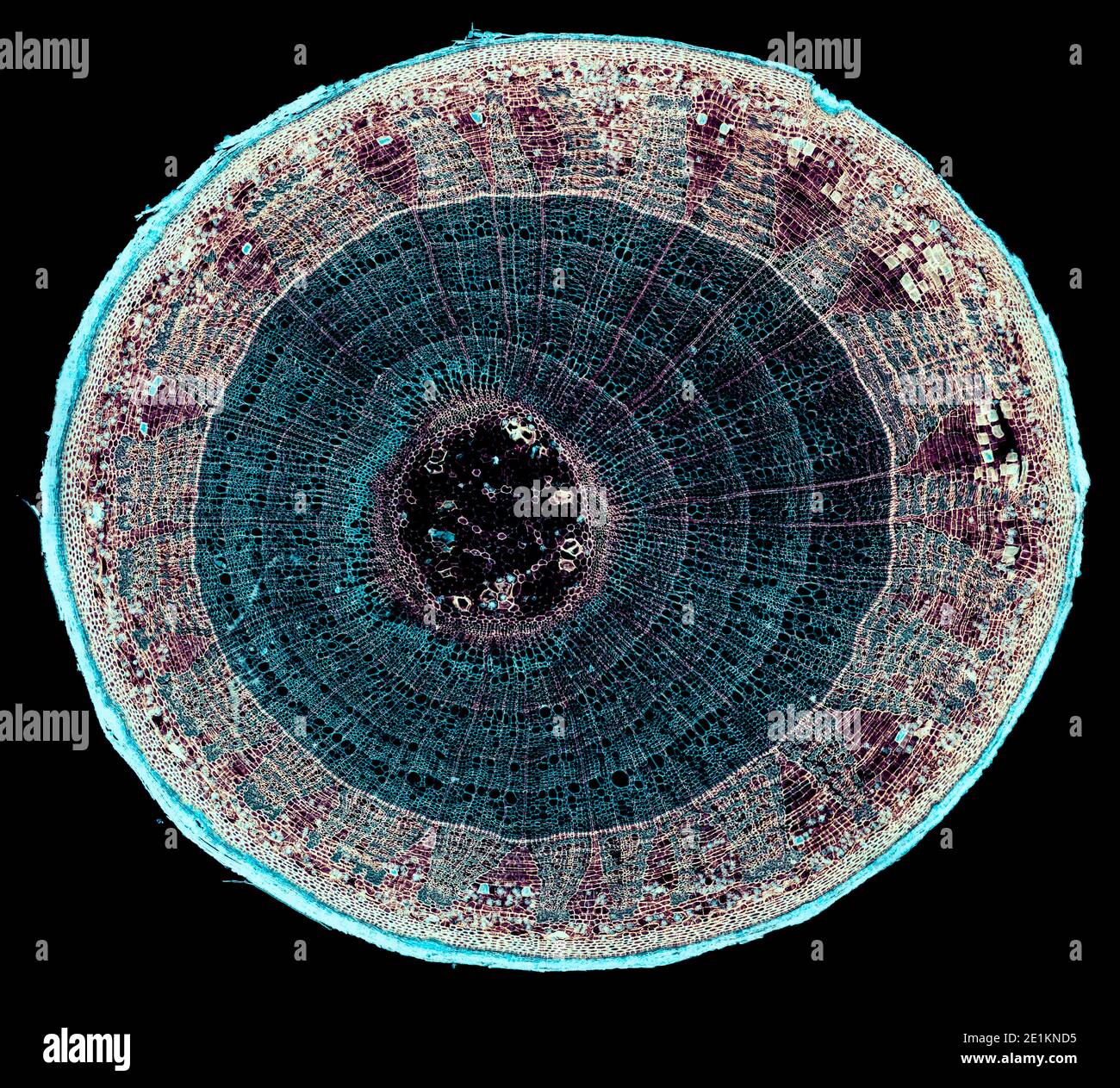 cross section cut under the microscope – microscopic view of plant ...