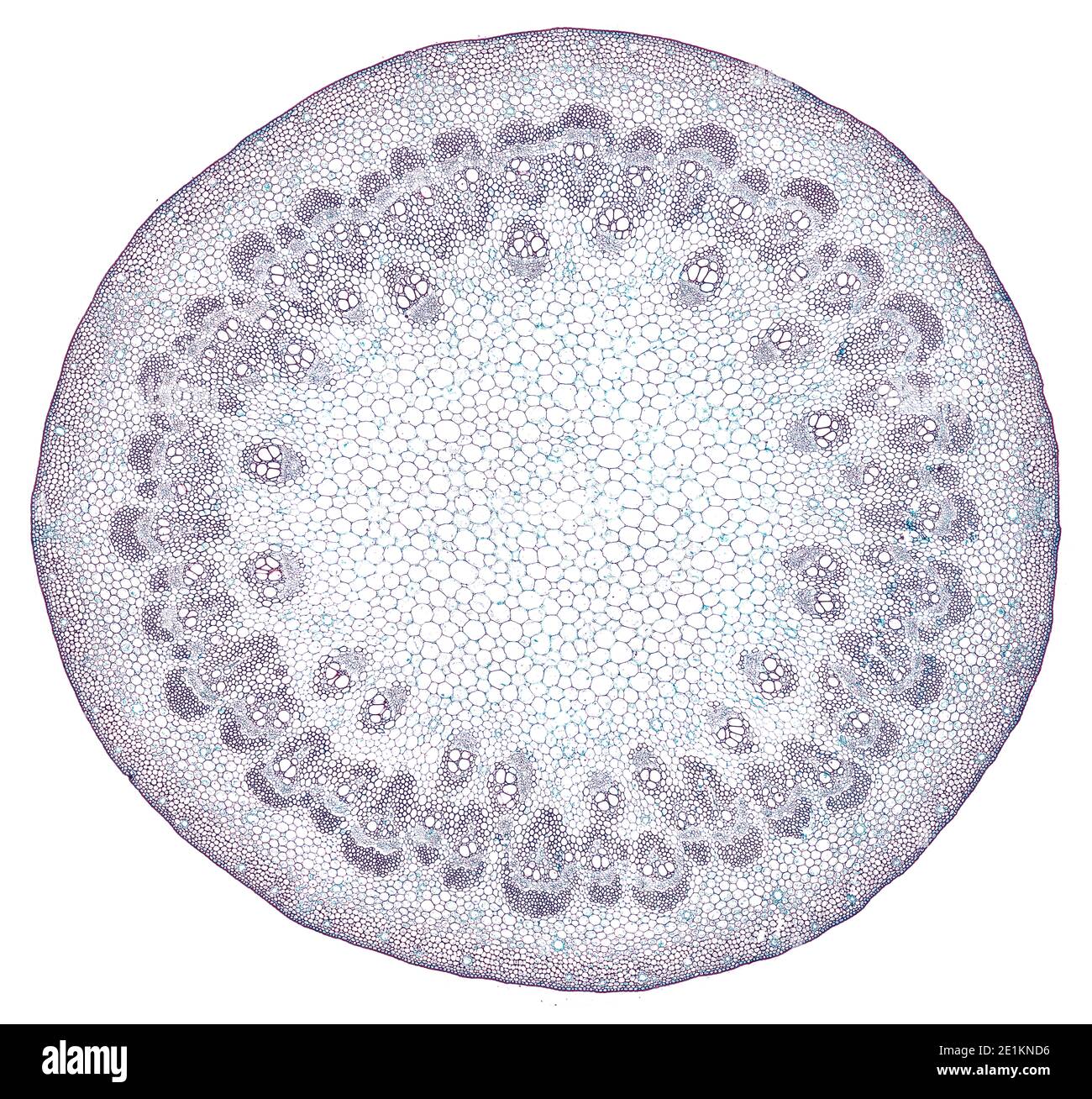 cross section cut under the microscope – microscopic view of plant ...