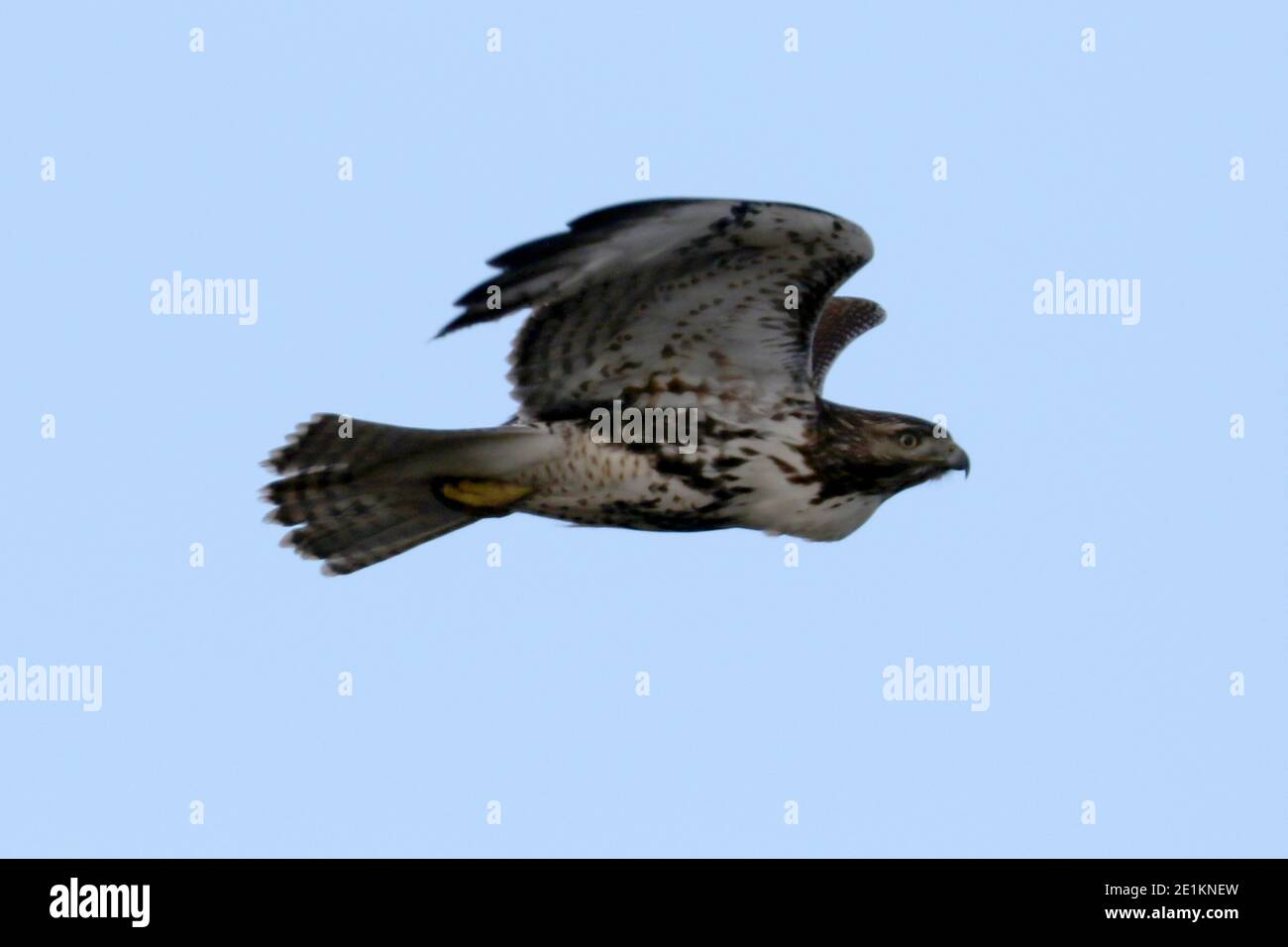 Red Tailed Hawks flying in winter sky Stock Photo - Alamy