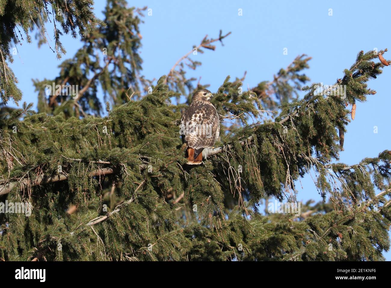 Red Tailed Hawk Juveniles flying and landing Stock Photo - Alamy
