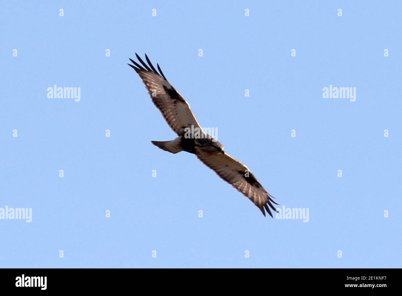 Red Tailed Hawks flying in winter sky Stock Photo - Alamy