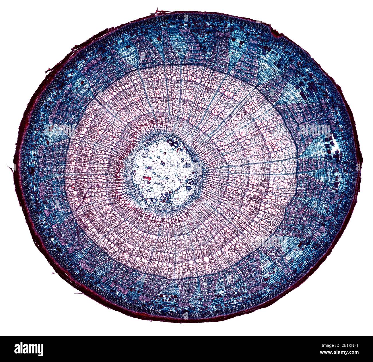 cross section cut under the microscope – microscopic view of plant ...