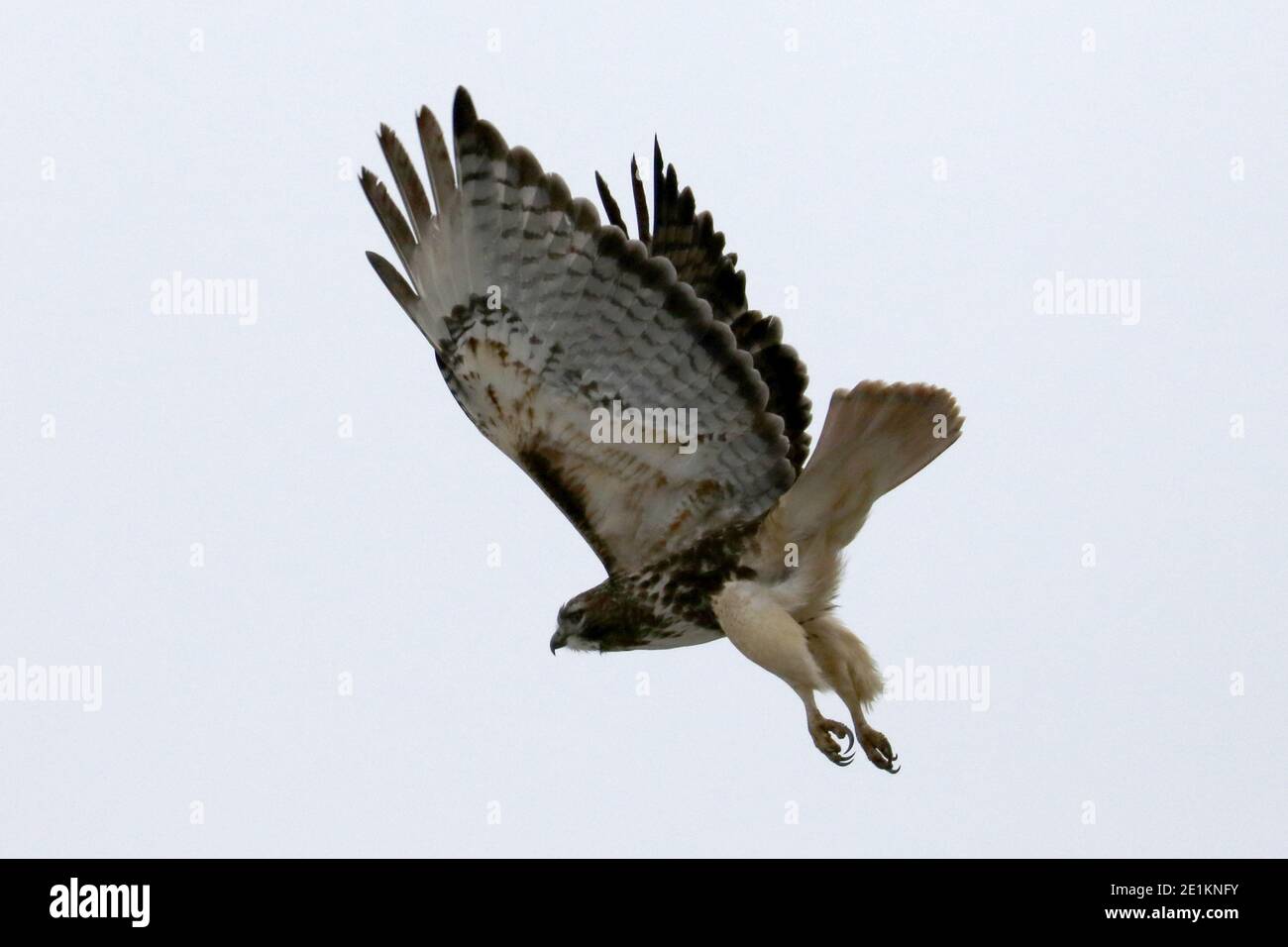 Red Tailed Hawks flying in winter sky Stock Photo - Alamy