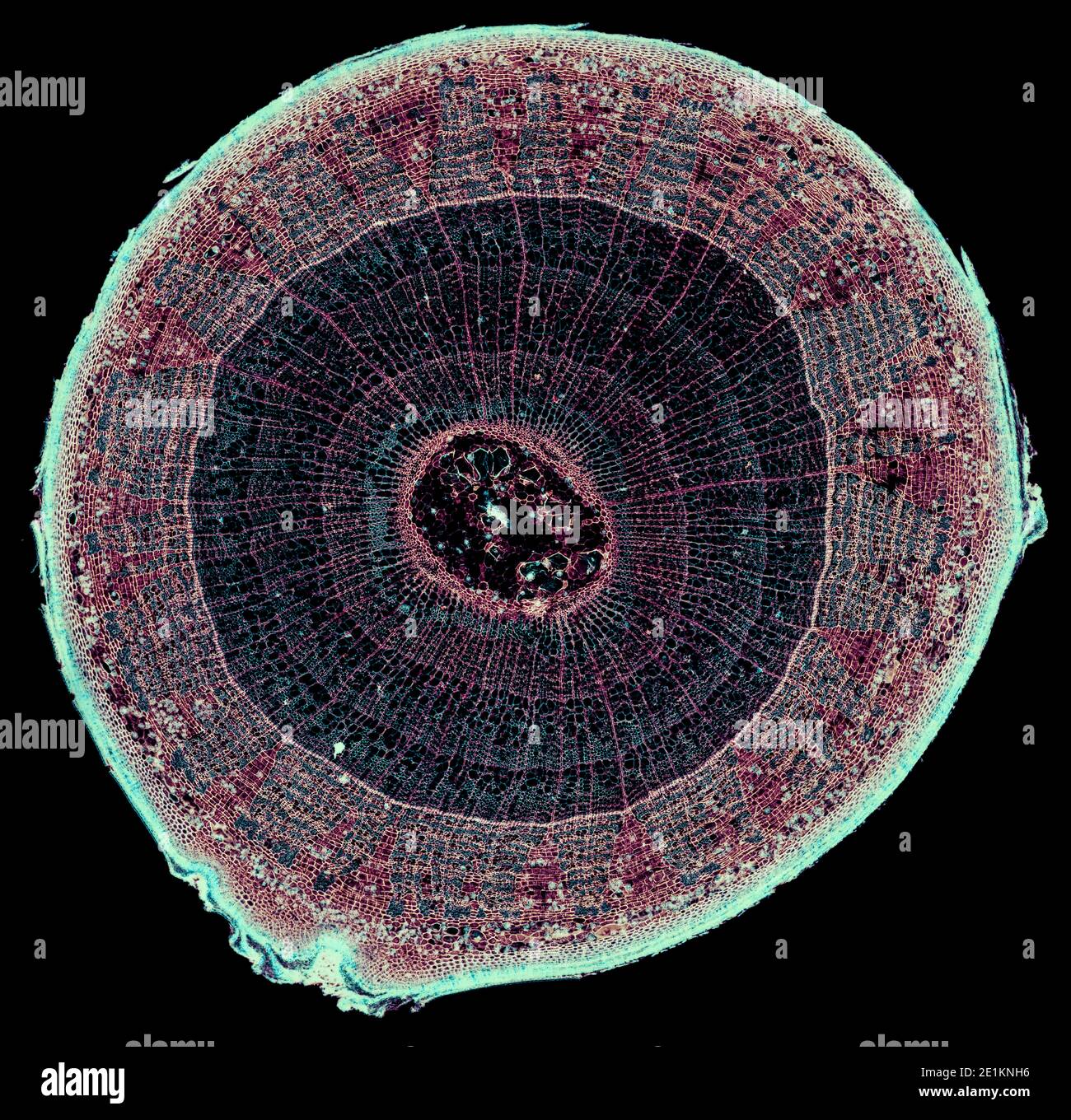 cross section cut under the microscope – microscopic view of plant ...