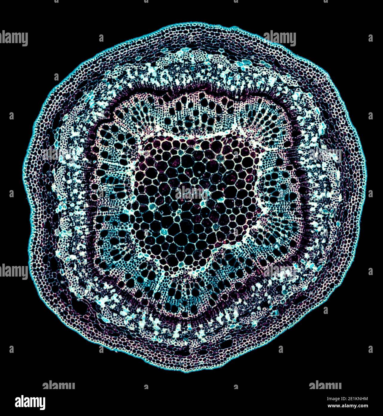 cross section cut under the microscope – microscopic view of plant ...