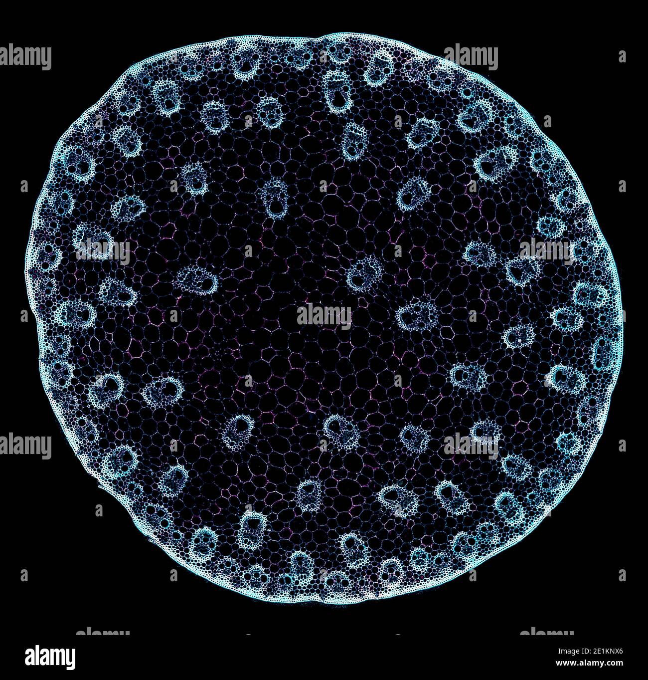 cross section cut under the microscope – microscopic view of plant ...