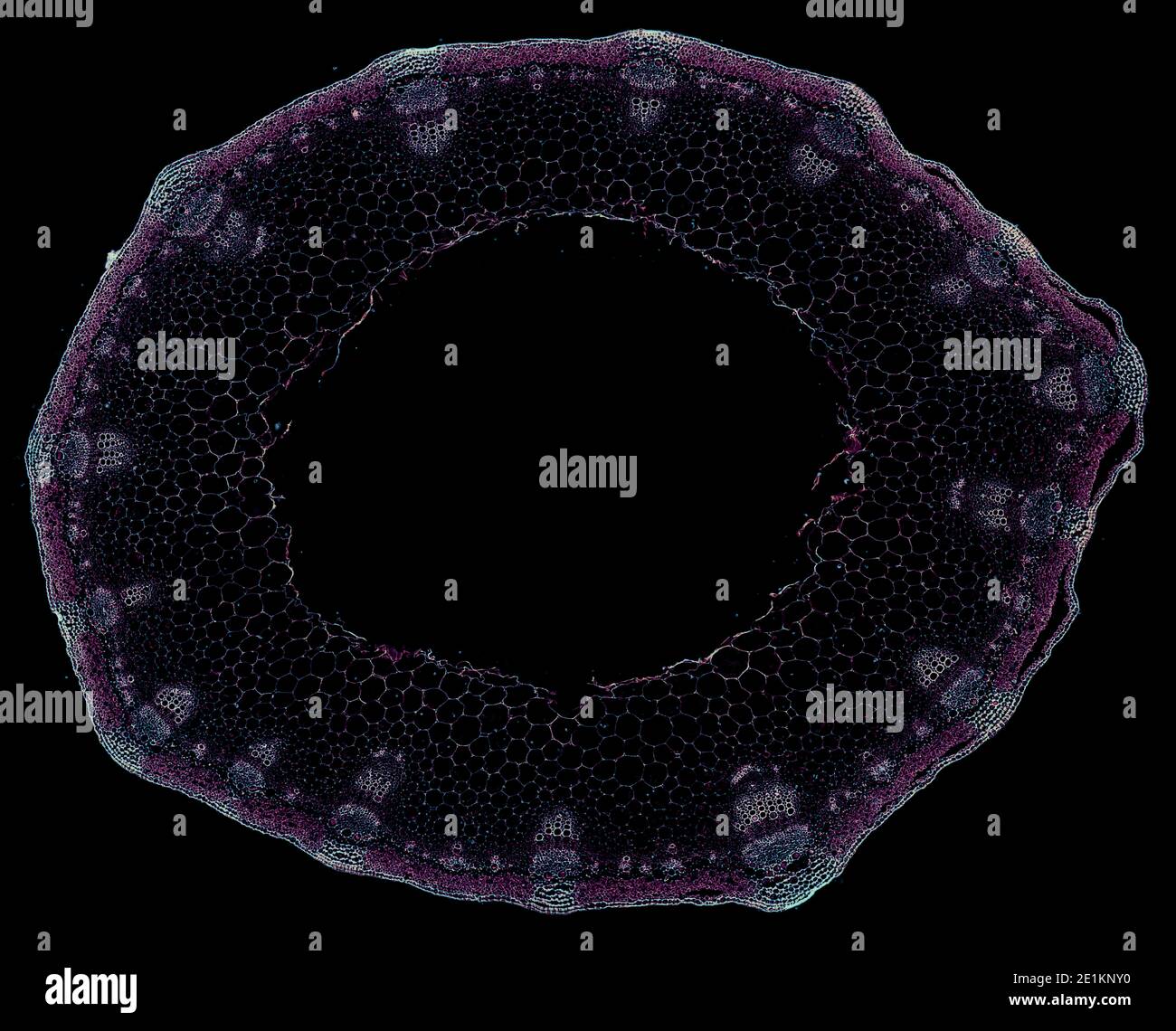 cross section cut under the microscope – microscopic view of plant ...