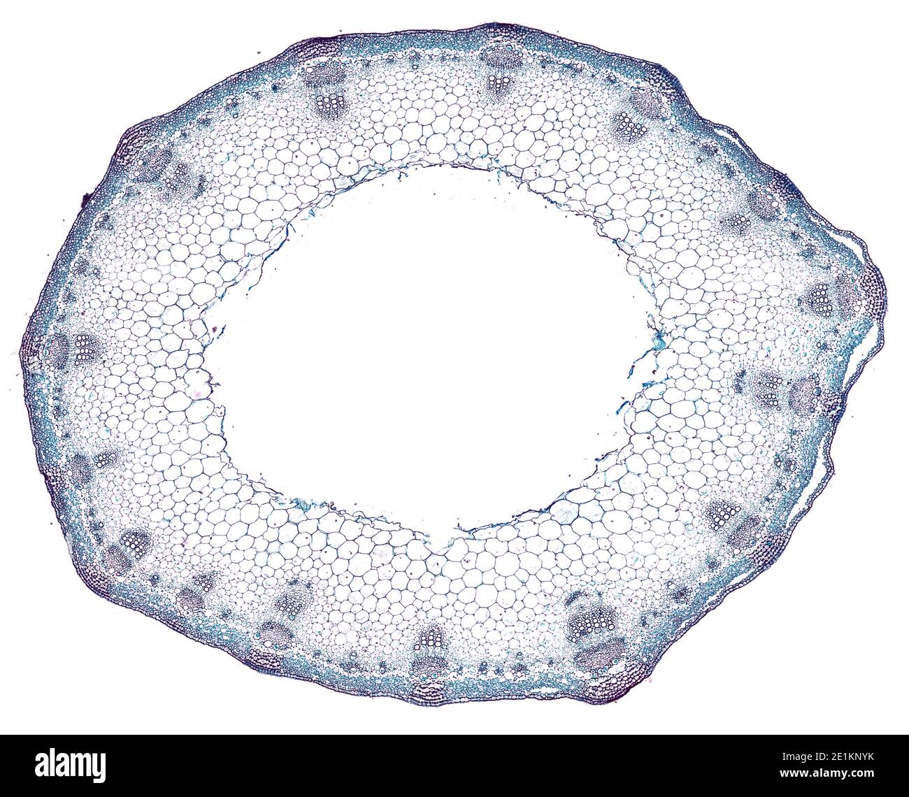 cross section cut under the microscope – microscopic view of plant ...