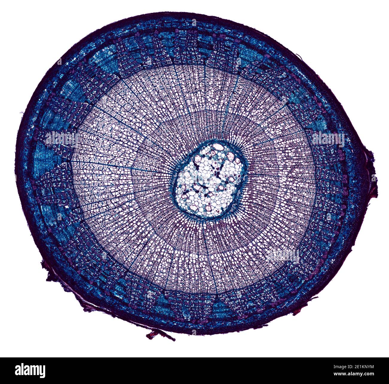 cross section cut under the microscope – microscopic view of plant ...