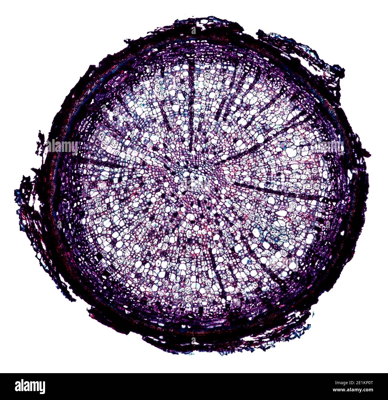 cross section cut under the microscope – microscopic view of plant ...