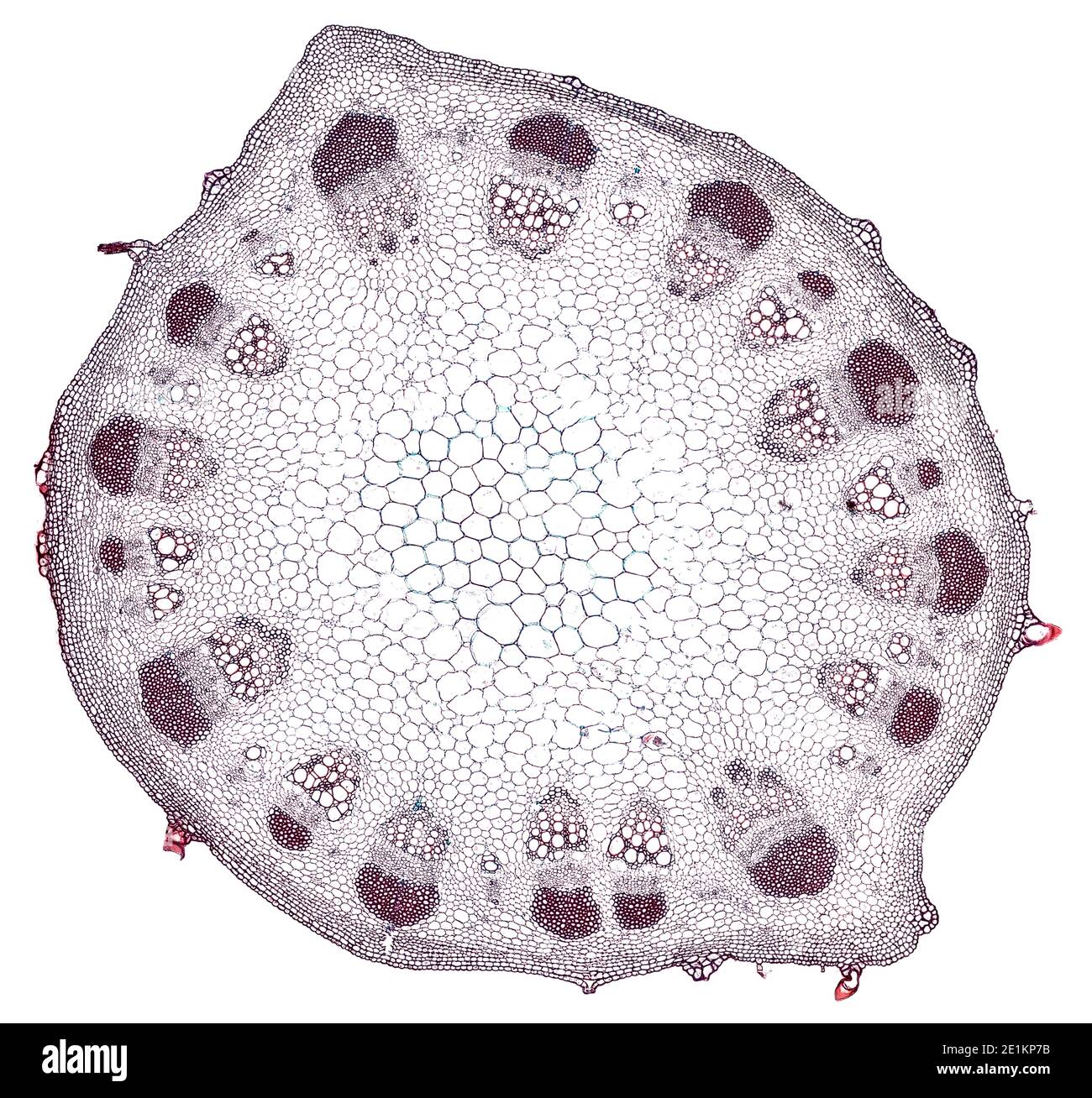 cross section cut under the microscope – microscopic view of plant ...