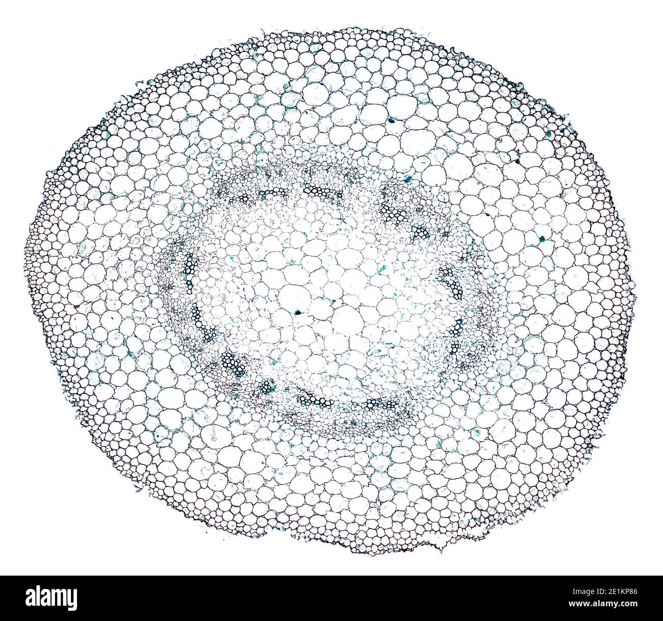 cross section cut under the microscope – microscopic view of plant ...